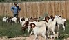Galloping goats gobble way to new job | News | rrobserver.com
